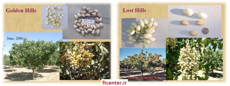 Iranian Pistachio Varieties, A Comprehensive Guide - Ferdowsi Trading ...